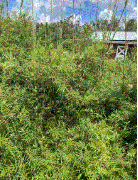 Graceful Bamboo - Bamboo and Natives - Medium