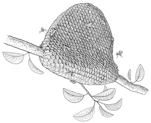 Exploring the Fascinating World of Bee Line Art | by WallStorie | Medium