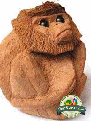 Coconut. “Coco,” meaning “monkey face,” was the… | by Onlystaples | Medium