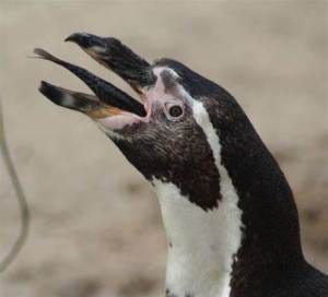 In the Geriatric Penguin Ward. Geriatric penguins at the New England ...