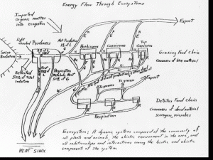 Energy Flow and Food Consumption | by Paul Fishwick | Creative Automata ...
