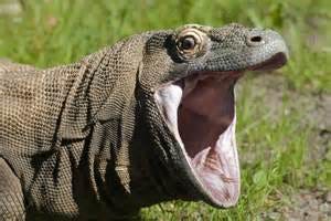 Ask Mr. Lizard. Lizards make great pets, don’t eat… | by Con Chapman ...