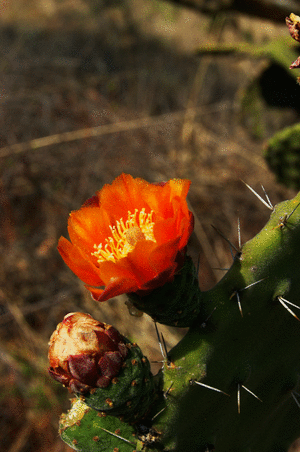 Nopal.Flor | by Fay Maldonado | Medium