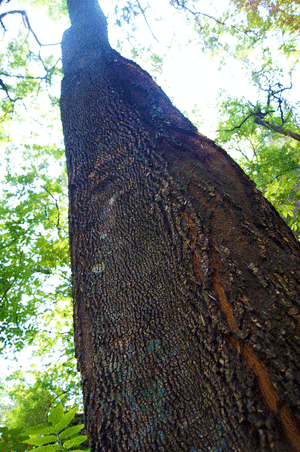 Tree.2 | by Fay Maldonado | Medium