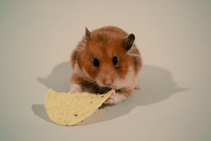 The Markov Mouse. What is a Markov chain? | by Rohan Joseph | TDS ...