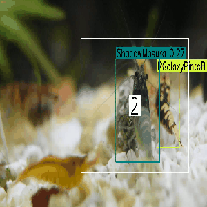 YOLOv8: Aquarium polygon zone tracking and counting | by Dee Dee | Medium