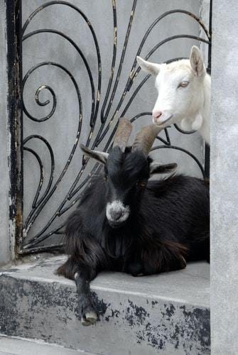 Simply Being Goats — An Acrostic. Poetry | by Lisa Tomey-Zonneveld ...