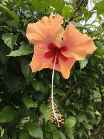 5 Best Beer Tastings & Tours in Paramaribo: Discover Suriname’s Brewing ...