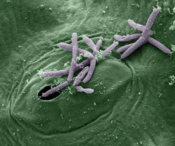 The Smell of Rain: Brought To You By Bacteria | by Harvard ...