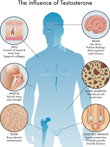 The Benefits Of Testosterone | by Barton Scott | Medium