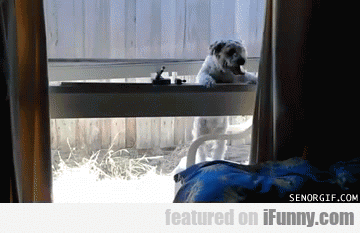 Dogs Breaking And Entering Fail | by Funny Dog Pics & Videos | Medium