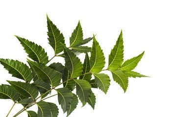 Harnessing the Power of Neem Leaves in the UK: A Holistic Wellness ...