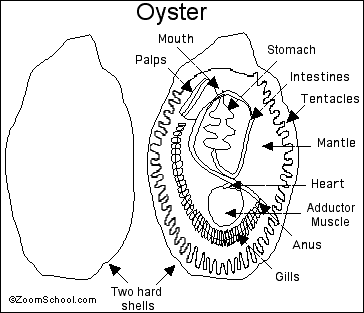 What Is an Oyster? How Does It Make Pearls? | by The Pearl Source | Medium