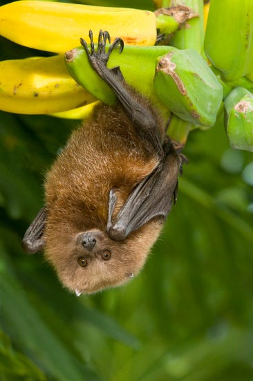 “Bats get caught in your hair — I saw it on TV!” | by U.S. Fish ...