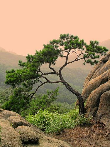 Famous Trees in Korea: A Shed of Heritage and History | by ...