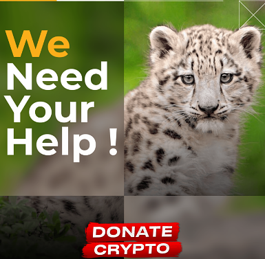 IRBIS. IRBIS | by Lungo Nang pasar | Feb, 2024 | Medium