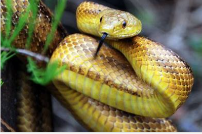 Use Python to program the dice game, “Snake Eyes” | by Crystal X ...