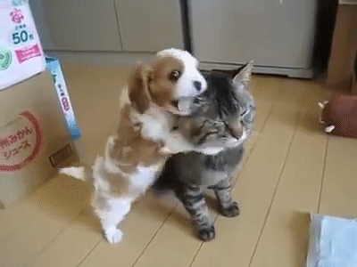 Animal Abuse Analysis. Pets, animal abuse scenarios, and the… | by Cam ...