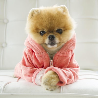 Top 9 Dog Influencers on Instagram in 2024 | by Justin Anderson ...