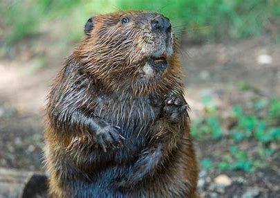 Beavers Make a Comeback in the UK After 400 Years of Extinction | by ...