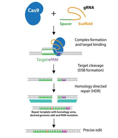 CRISPR and it’s capabilities for Cancer Immunotherapy | by Erwin Wang ...