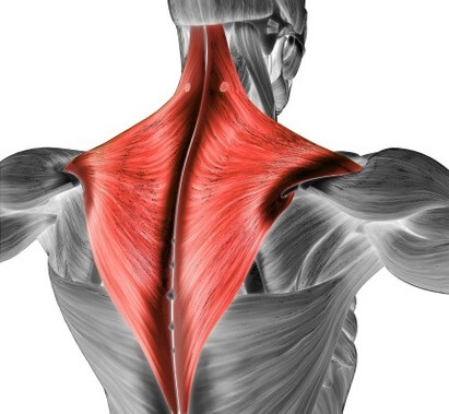 Myalgia And Its Causes. Introduction | by Sireesha Pujari | Aug, 2024 ...