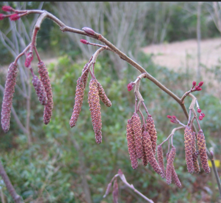 Nature’s Palette — Rust. Collected observations on nature’s use… | by ...