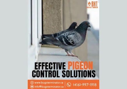 Bug Heat Terminator: The Most Affordable and Effective Pigeon Removal ...