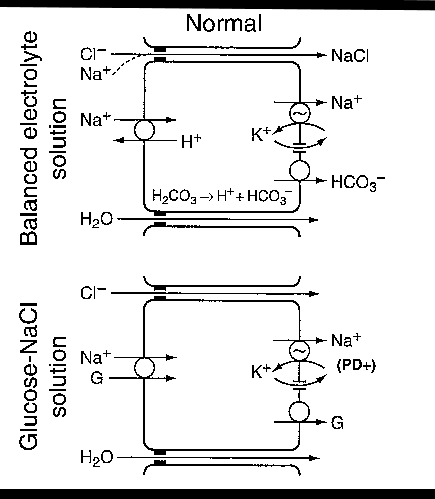 HOW THE SMALL INTESTINE ABSORBS WATER AND SALTS ? | by Ali Ibn Redouan ...