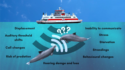 Dolphins — Dangers. We face a lot of dangers in our life… | by ...