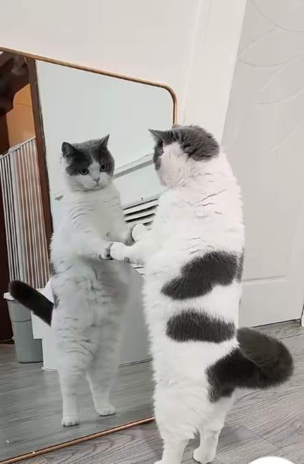 Happy Cat, Happy Home: Top Tips for a Cat-Friendly Living Space | by ...