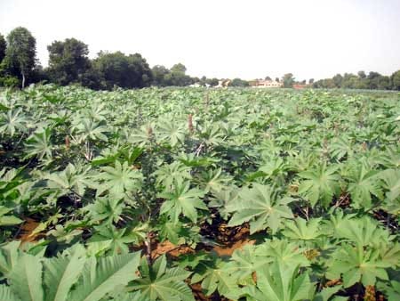 Organic Solutions for Castor Disease Prevention | by Khethariagritech ...
