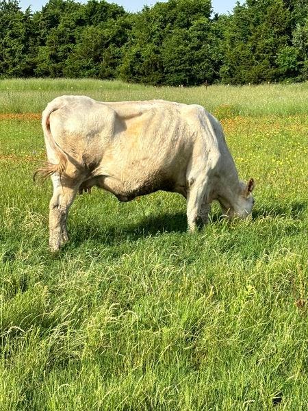 5. 20+ | by Robert A. Levine | May, 2024 | Medium