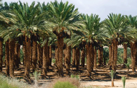 The Saga of Bagh-e-Fadak: A Lush Oasis Through the Sands of Time | by ...