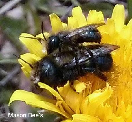 MASON BEES: YOUR ULTIMATE GUIDE TO NATURE’S UNSUNG GARDEN HEROES! | by ...