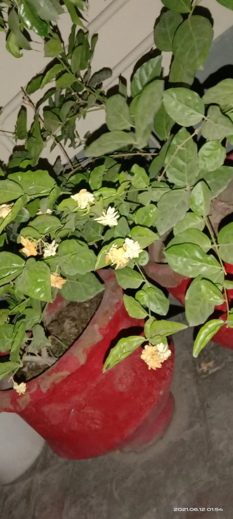 Visualizing Your Experience at Amal | by Muhammad Sarmad | Medium