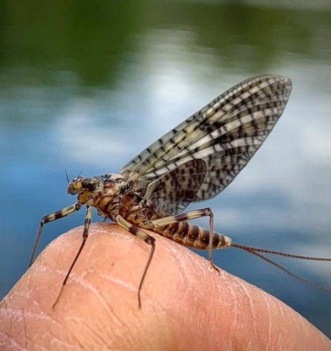 Emerger Fly Fishing Intricacies with Guide Joe Demalderis | by ...