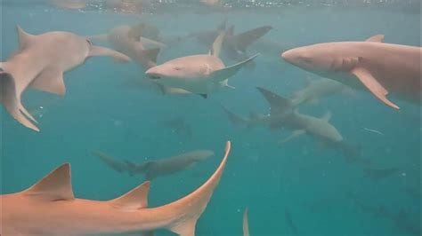 Top 5 Snorkeling Spots with Nurse Sharks in Vaavu Atoll, Maldives | by ...