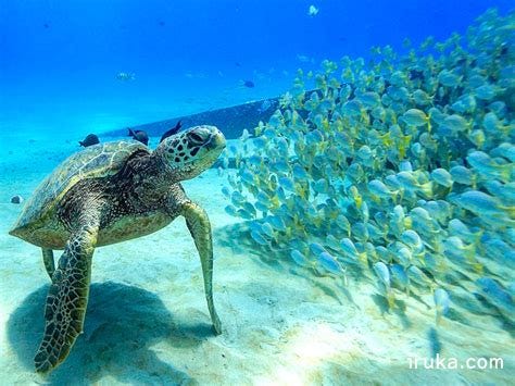 Top 5 Turtle Snorkeling Adventures in Waikiki: Ultimate Boat Tours | by ...
