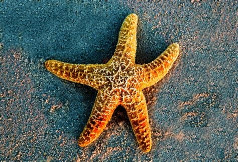 Top 5 Starfish Reviews: Discover the Most Fascinating Sea Creatures ...