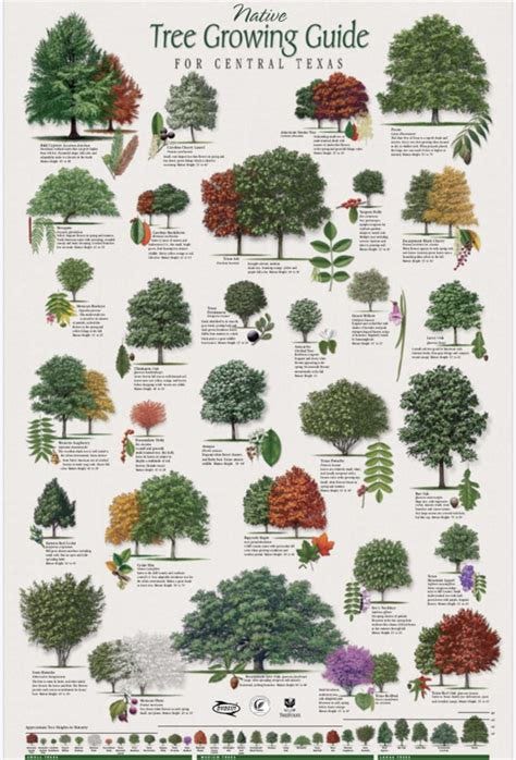 Top 5 Best Trees To Plant In Austin Texas — 2024 Guide | by ...