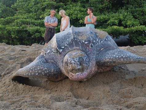 Top 5 Turtle Watching Tours: Unforgettable Marine Experiences | by ...