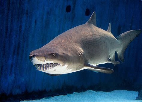 Top 5 Sharks to See at the Aquarium of the Pacific | by Violahardy ...