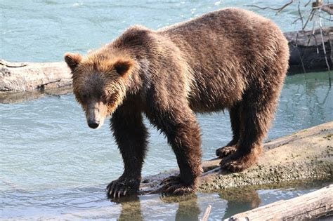 Top 5 Great Bears of Bute: Grizzly Bear Viewing & Indigenous Cultural ...