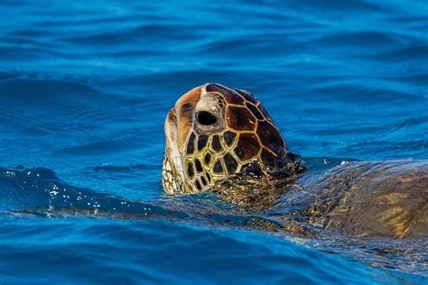 5 Best Moana’s Guided Turtle Snorkel & Sailing Adventure at Waikiki ...