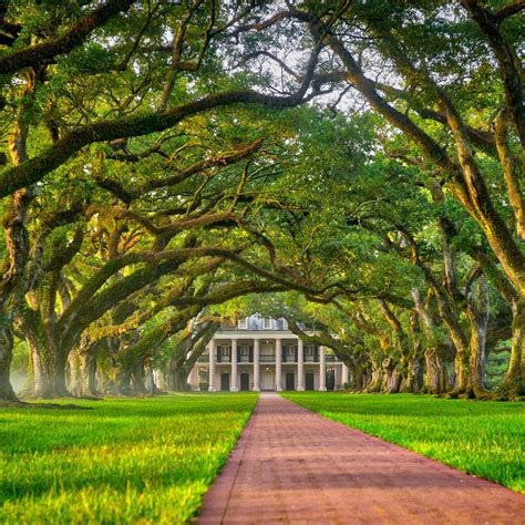 Review Top New Orleans Oak Alley Plantation & Swamp Cruise Day Trip: A ...