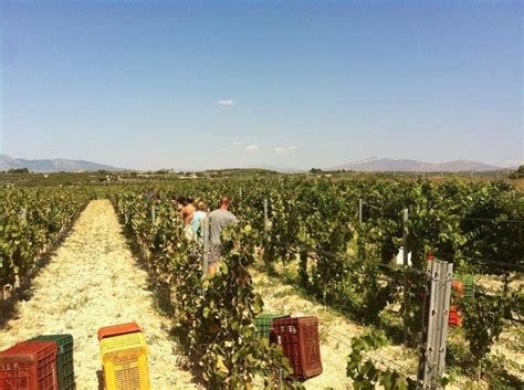 Review Top Best Athens Winery Tours: A Journey Through Greek Wine ...
