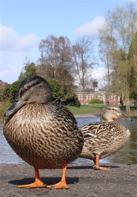 5 Best Duck Tours in Northeast Scotland: Explore the Highlands in Style ...