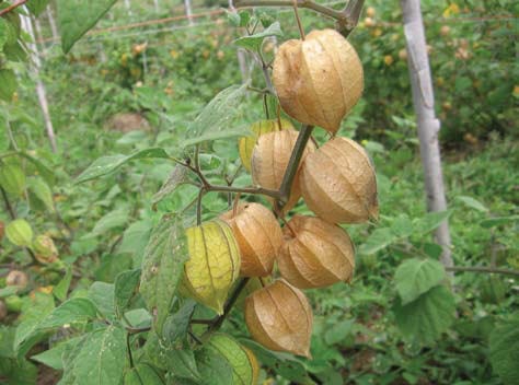 Todo sobre el aguaymanto. ¿Que es el Aguaymanto? | by E Barranco ...