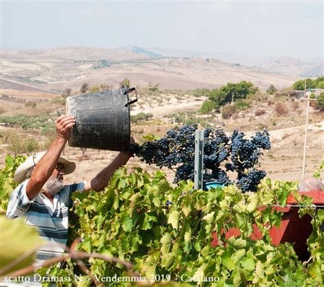 Top 5 Gela Wine Tours & Tastings Reviewed | by Singereufme | Sep, 2024 | Medium